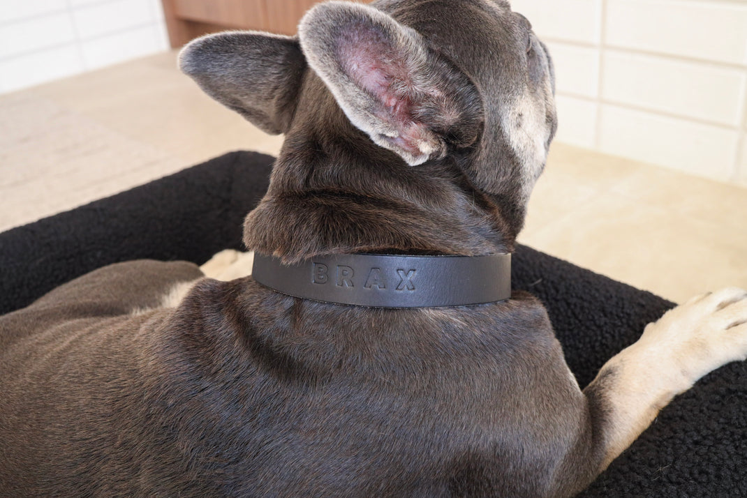 Personalised Collar - Chocolate – Cub
